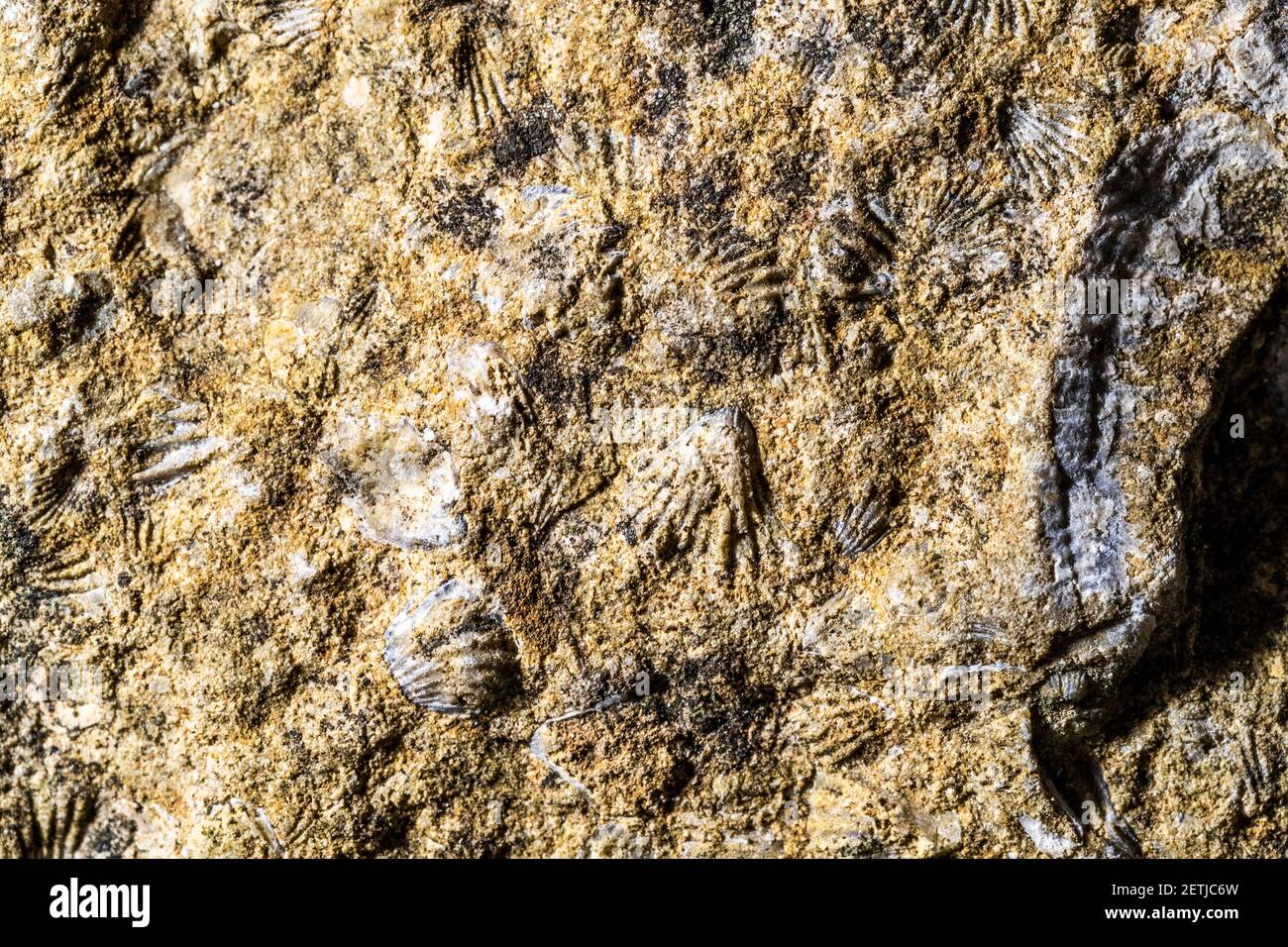Marine fossils in carboniferous limestone from the Forest of Dean Stock ...