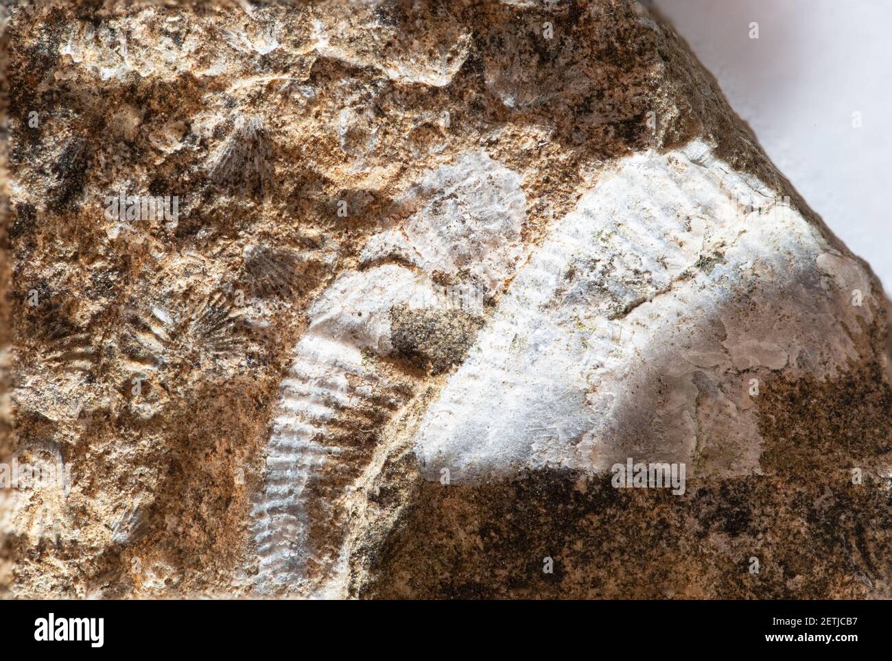 Marine fossils in carboniferous limestone from the Forest of Dean Stock ...
