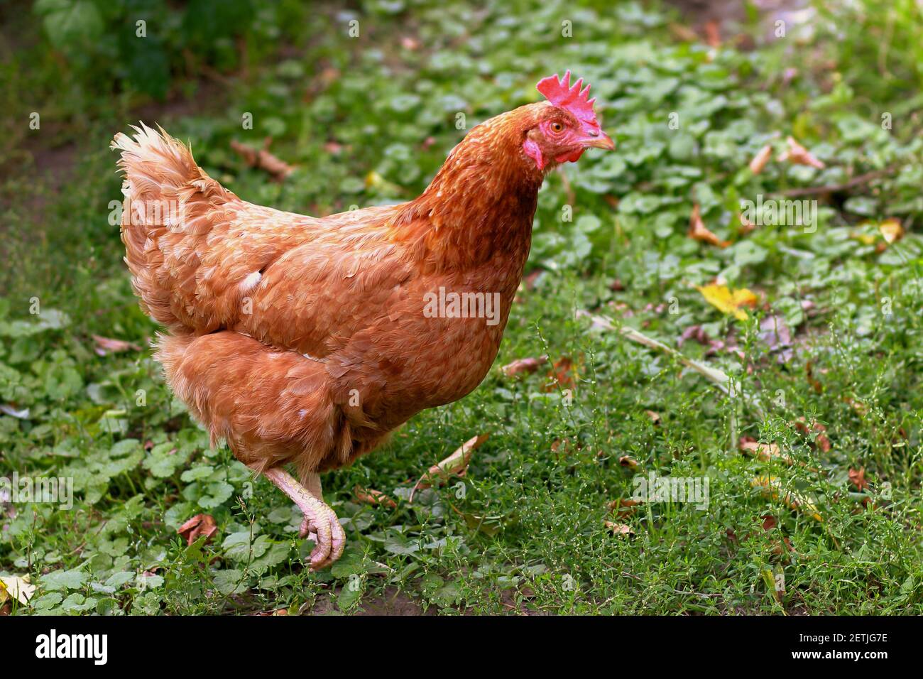 Production Red Rooster