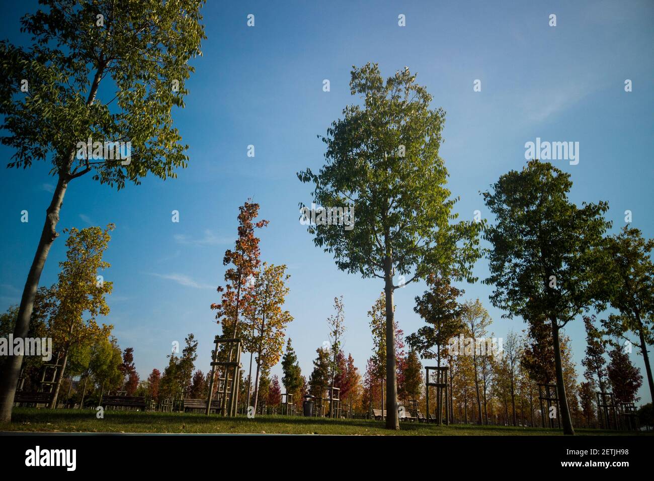 Public Park view with trees and colorful flowers in sunny summer day ...