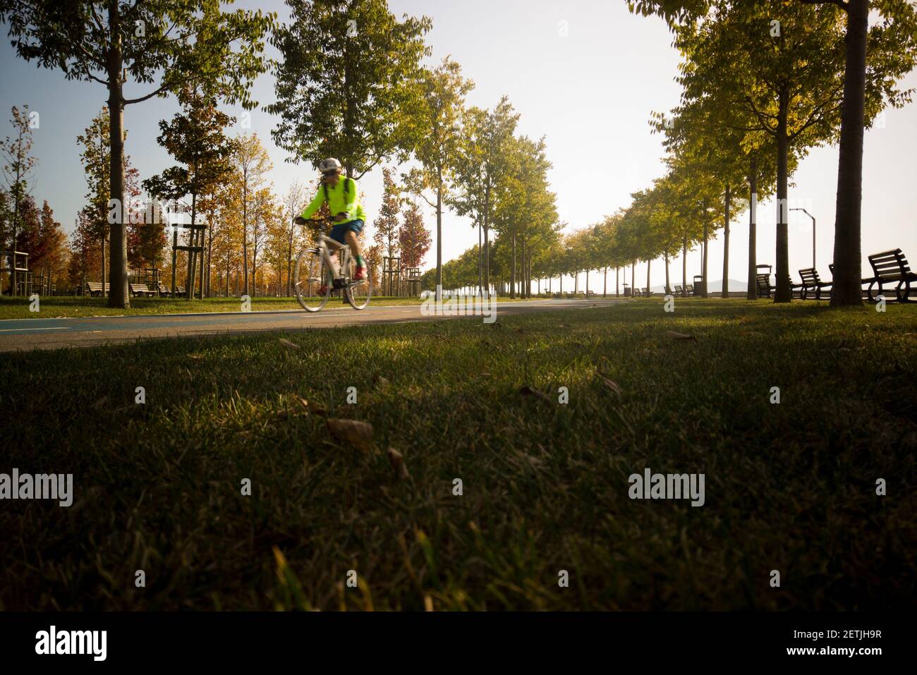 Public Park view with trees and colorful flowers in sunny summer day ...