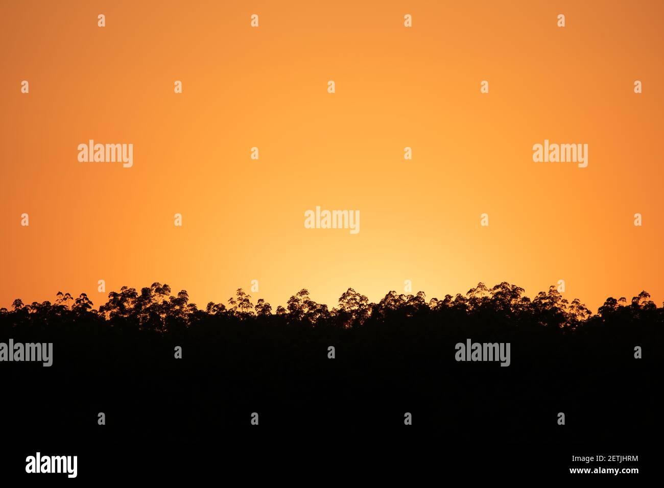 Cloudless sunset sky behind the line of trees showing the silhouette ...
