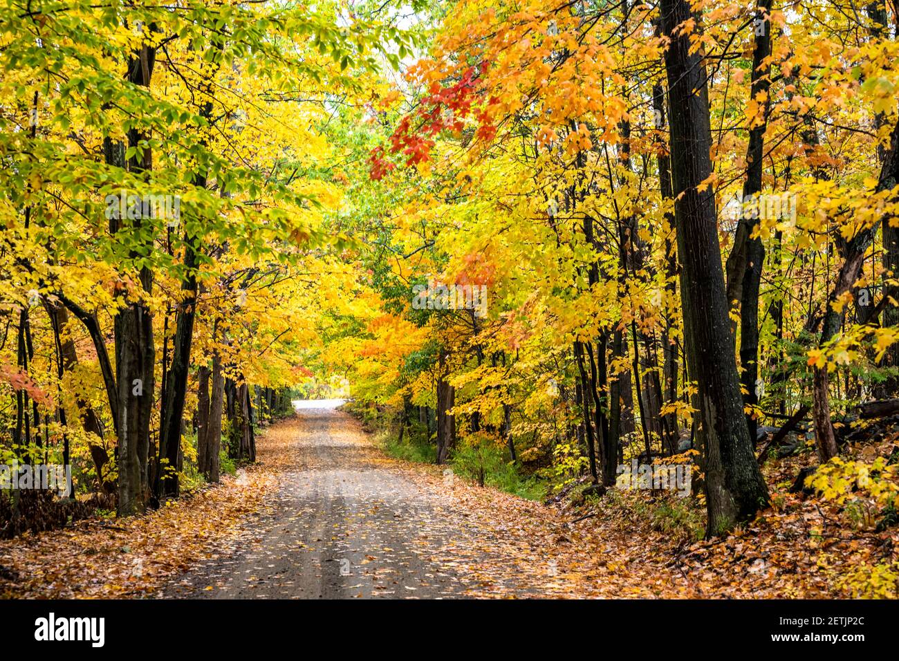 Maple tree guide hi-res stock photography and images - Alamy