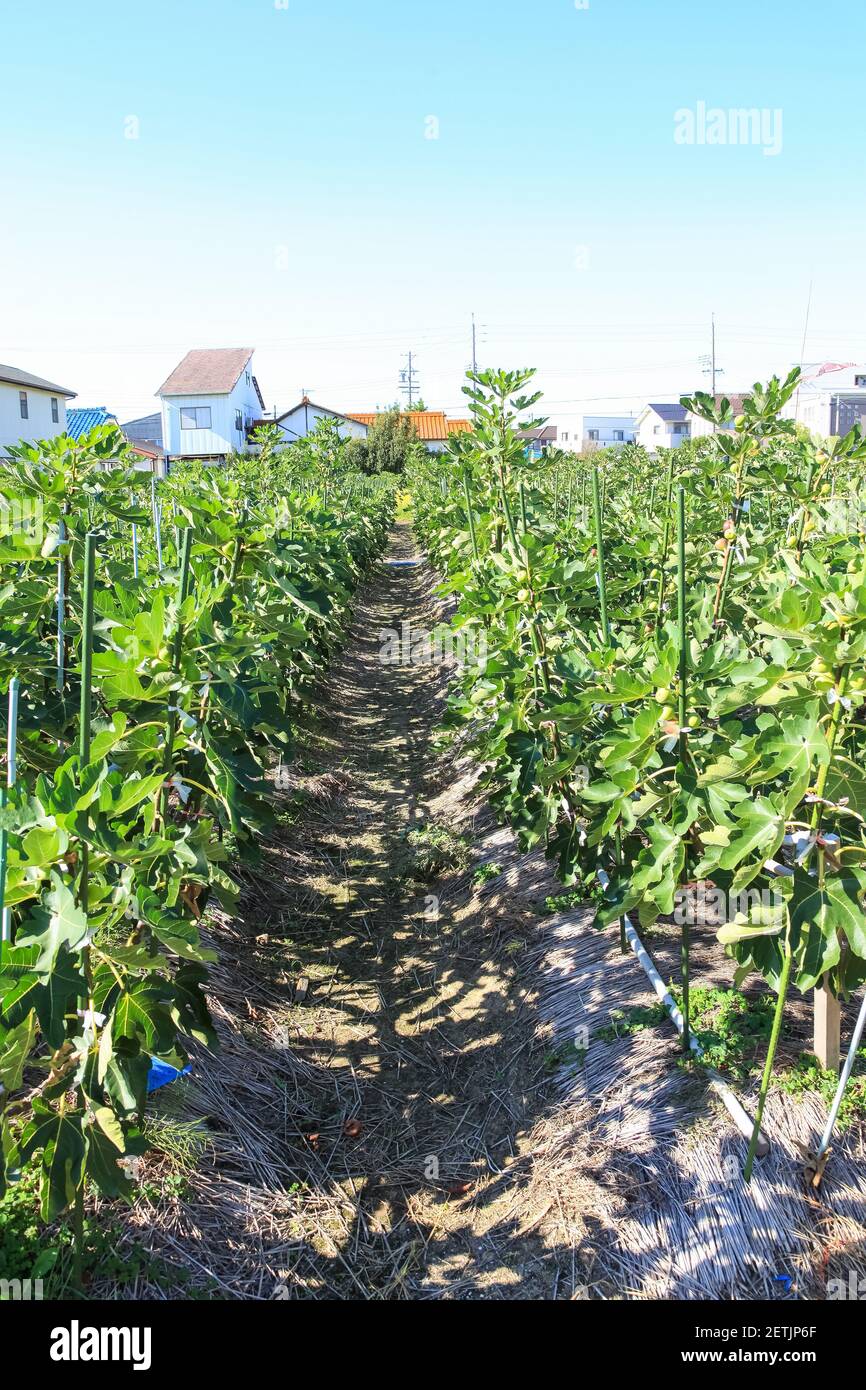 fresh fig fruits on the branch of a fig tree. Green figs on the tree in ...