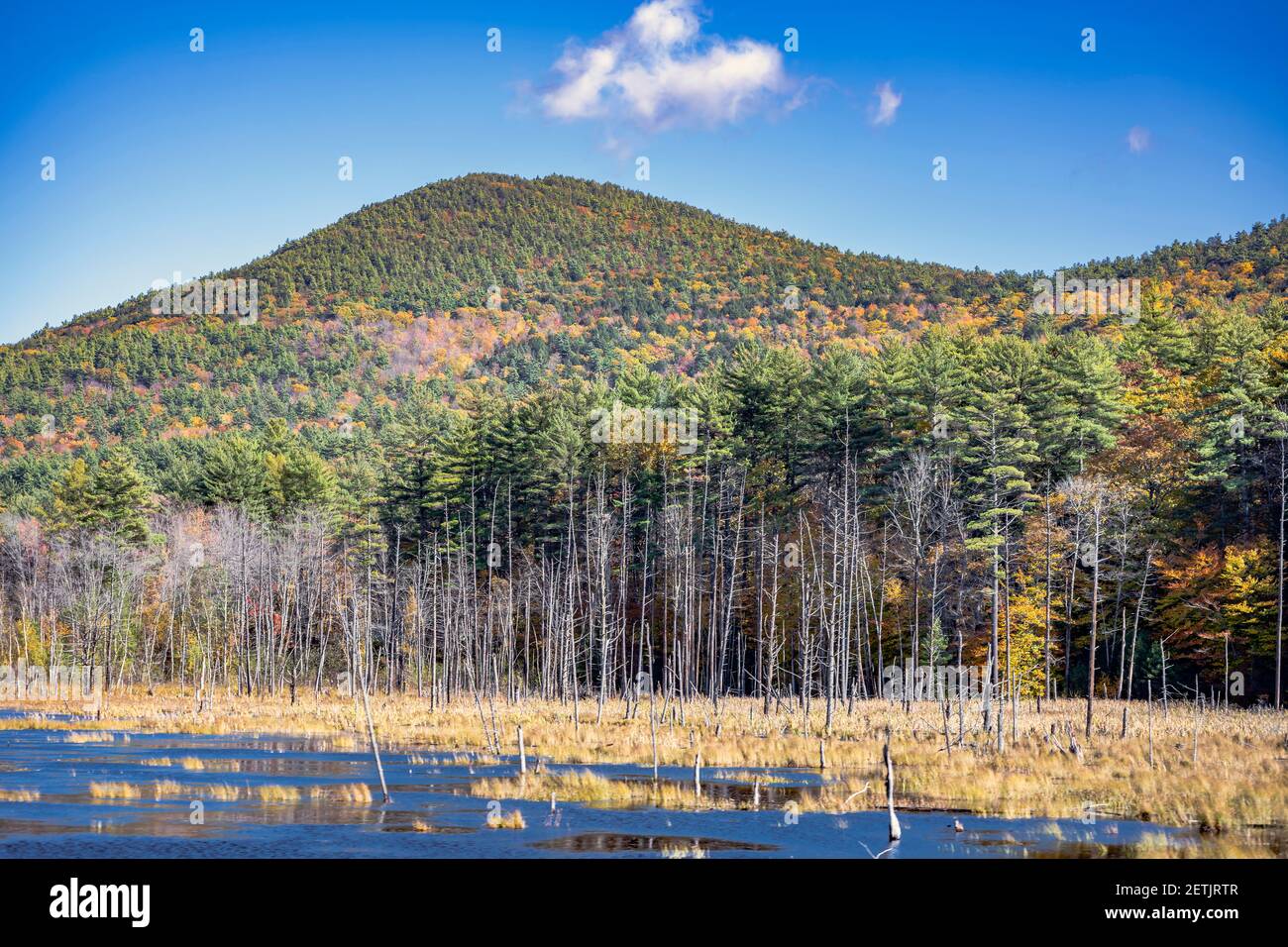 Landscaping with swampy blue lake and dry trees on the bottom of a ...