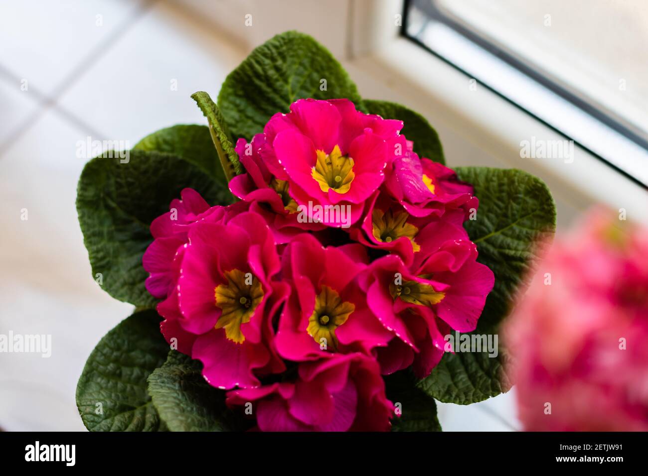 Primula primrose flowers close up, pink primrose in a pot Stock Photo ...