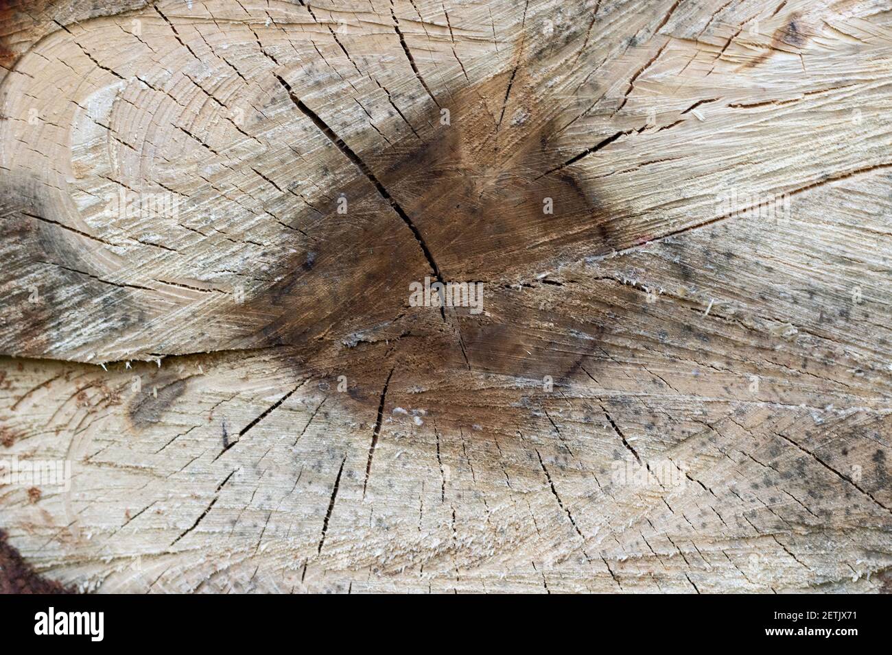 Detailed view of a felled tree trunk in the forest. Background of a ...