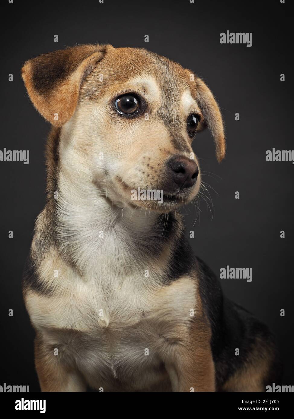 Studio portrait cutie puppy on black background Stock Photo - Alamy
