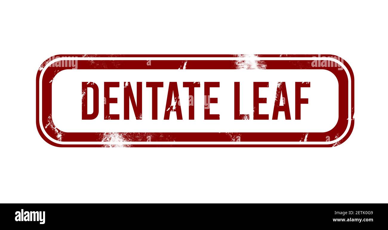 Dentate leaf Cut Out Stock Images & Pictures - Alamy