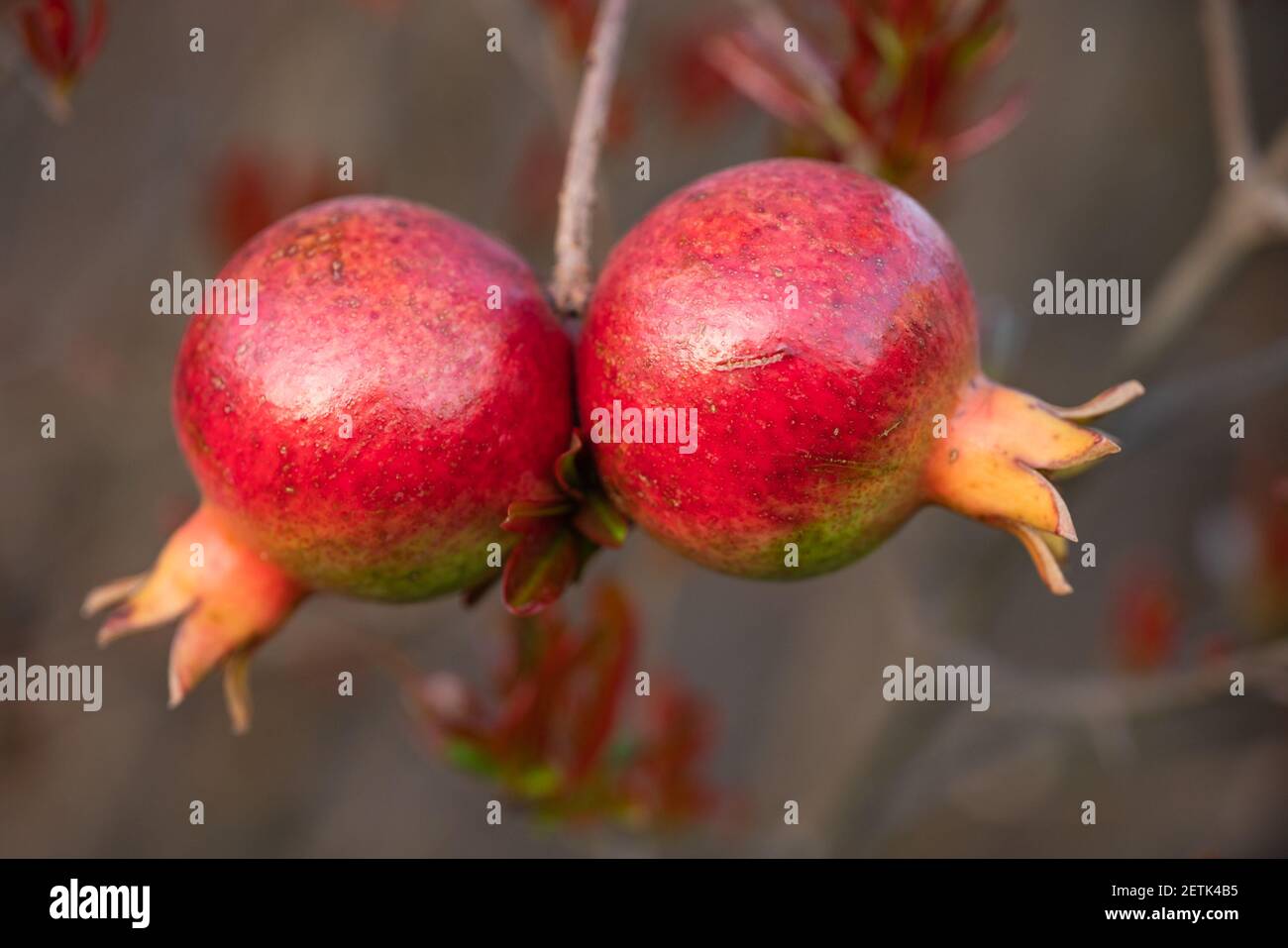 Red ripe pomegranates on a tree in early spring at sunset in the garden ...