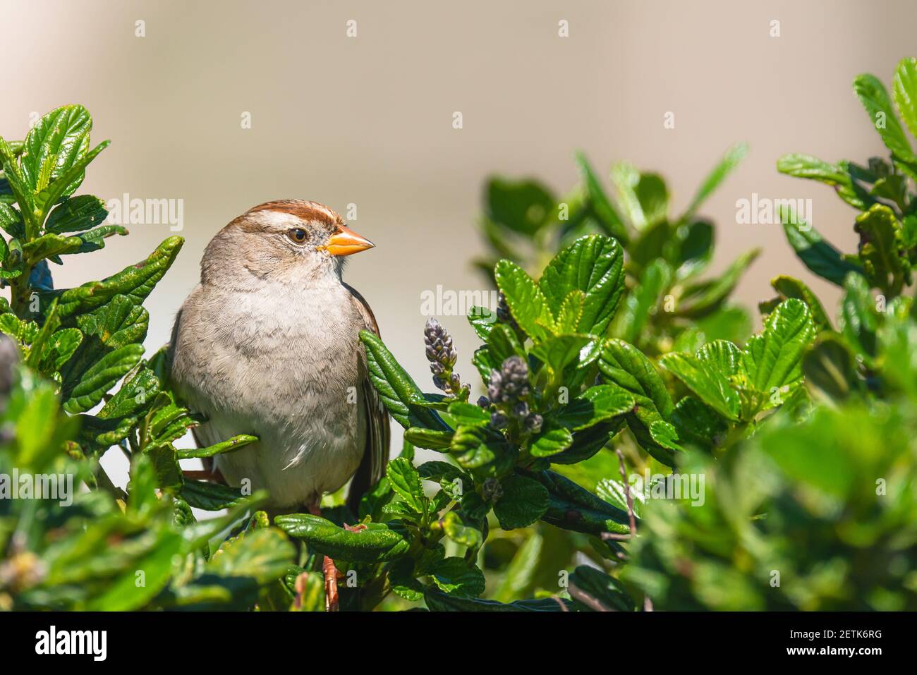 California sparrow hi-res stock photography and images - Alamy