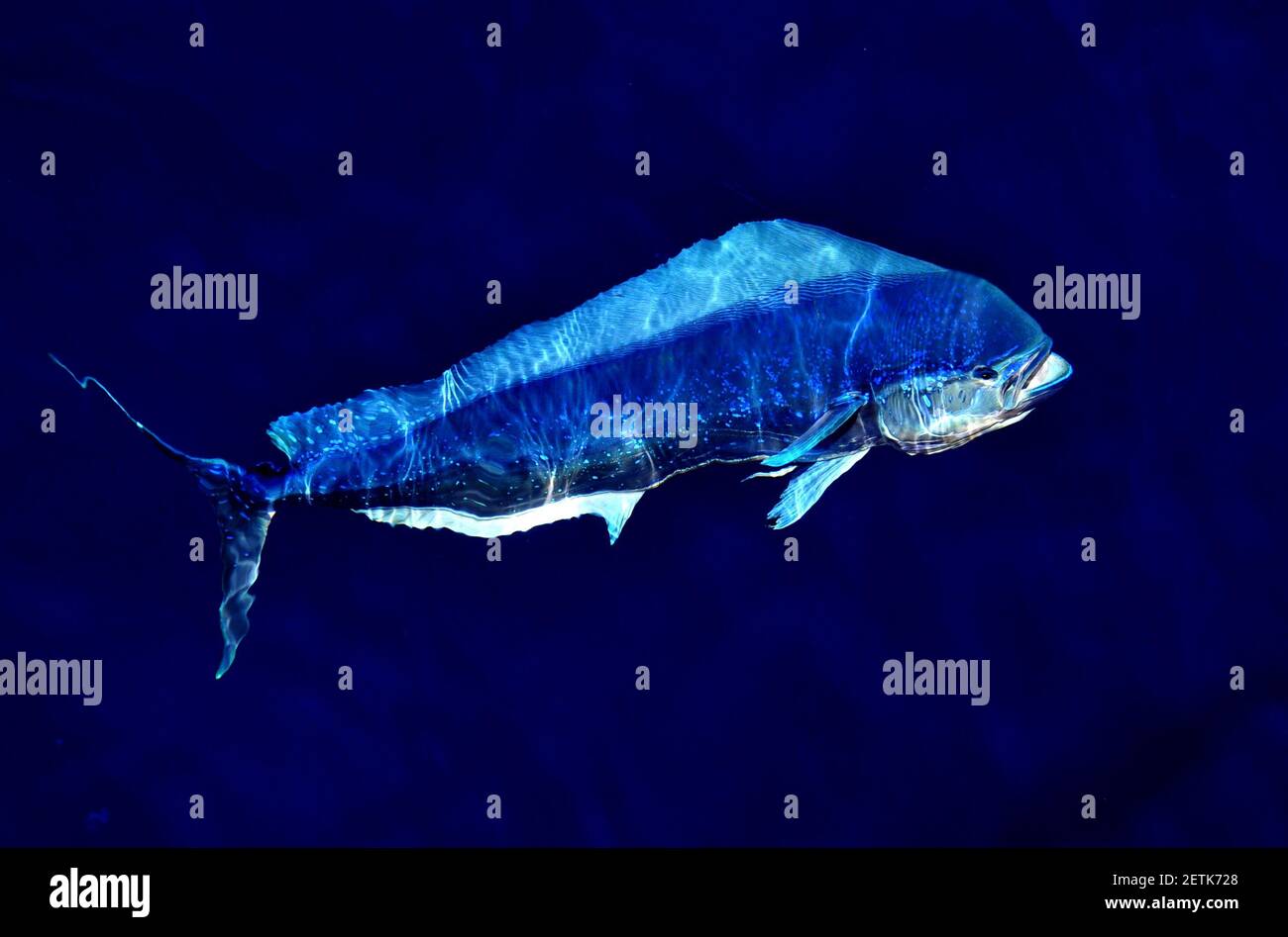 (170320) -- ABOARD JOIDES RESOLUTION, March 20, 2017 (Xinhua) -- A ...