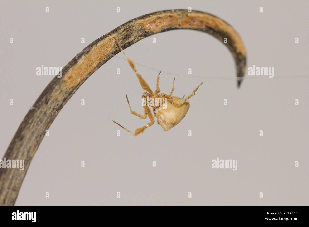 Feather legged spider hi-res stock photography and images - Alamy