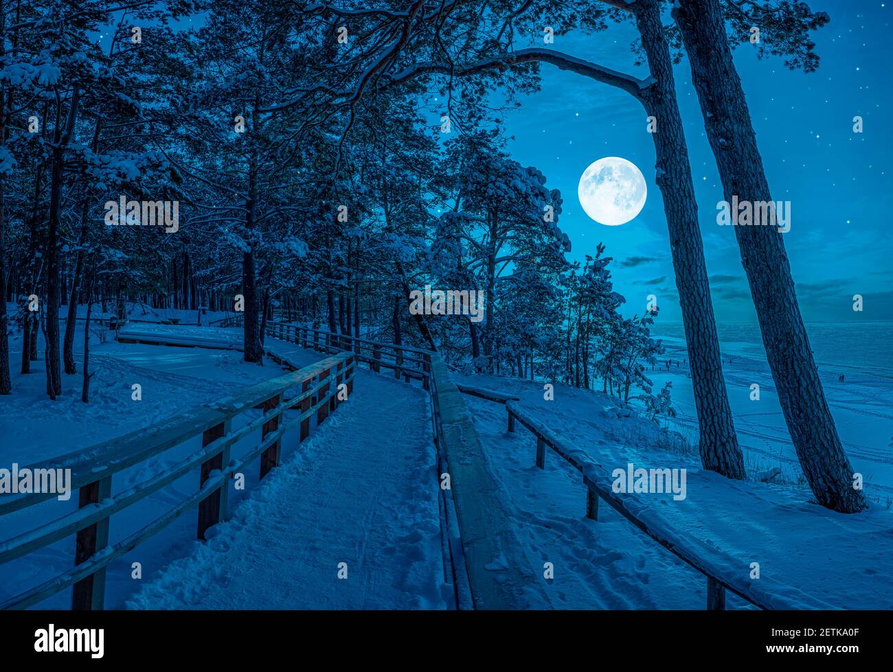 Winter landscape with snow covered pine and fir trees in a moonlight at ...