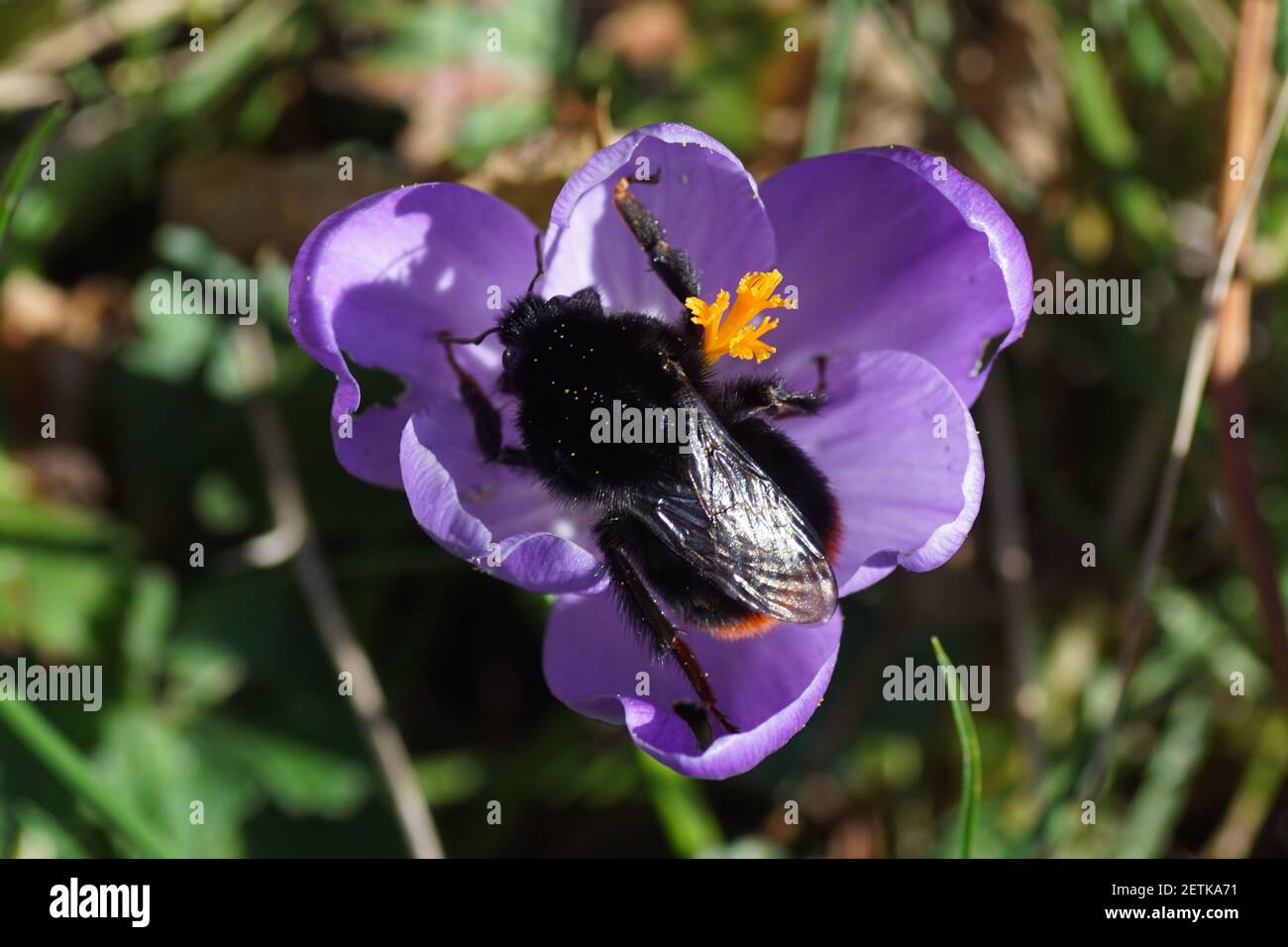 Queen Red-tailed bumblebee (Bombus lapidarius), family Apidae on the ...