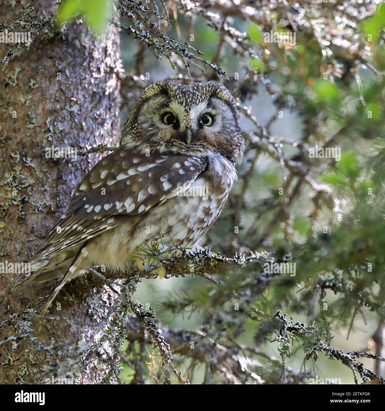Boreal owl aegolius funereus in the tree hi-res stock photography and ...
