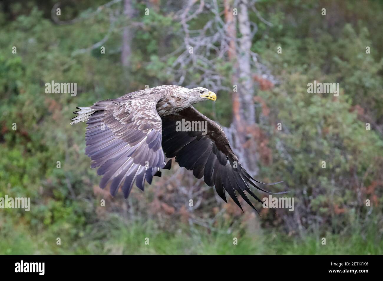 White tailed eagle water hi-res stock photography and images - Alamy
