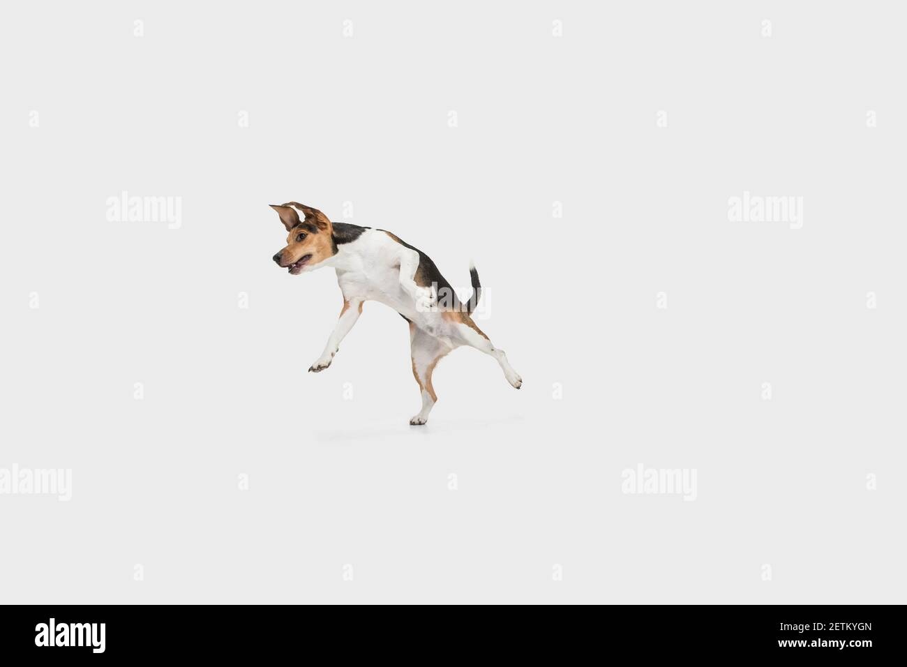 Dog Jumping White Background