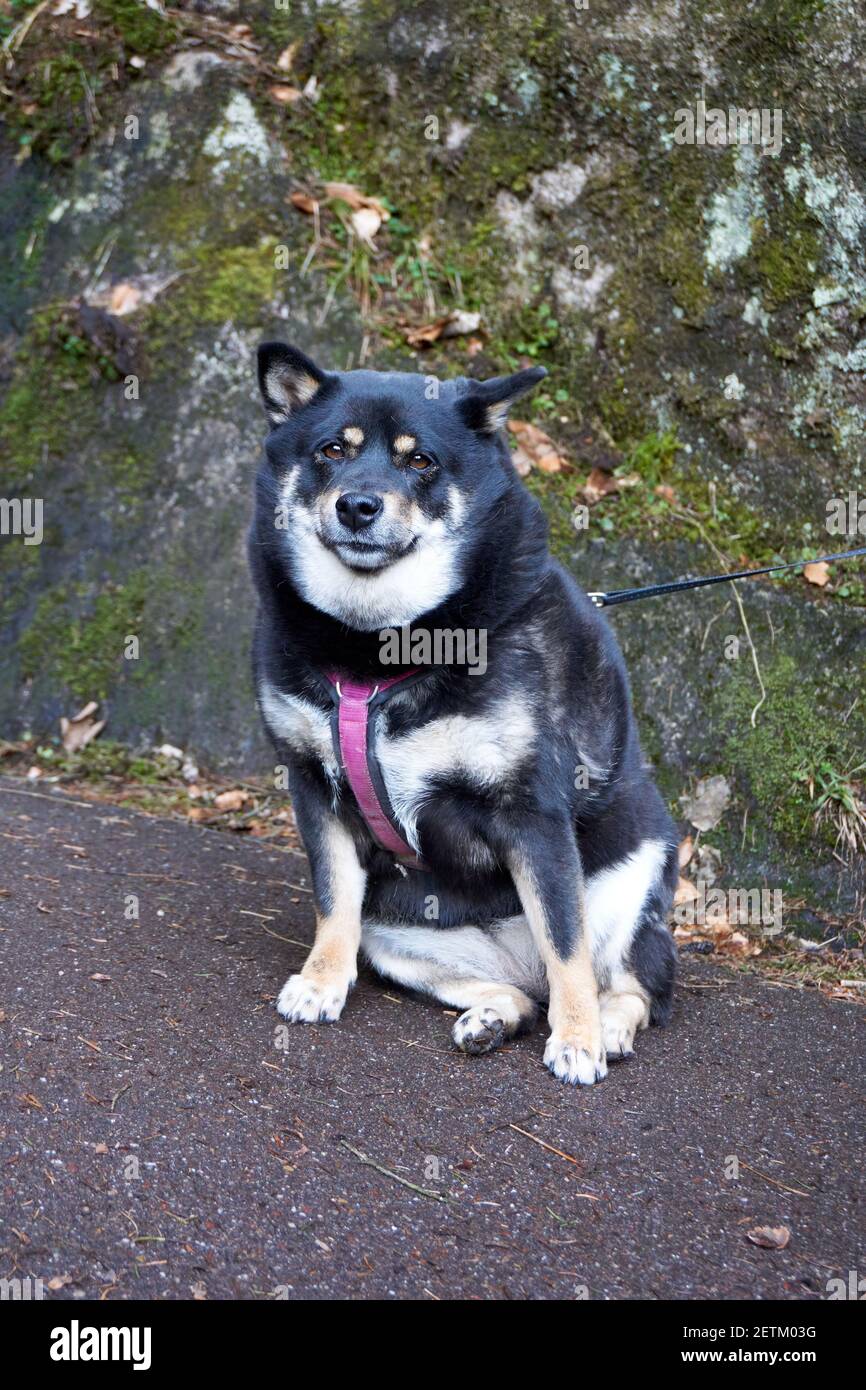 A cute Black and Tan Shiba Inu dog sitting on the ground staring at the ...