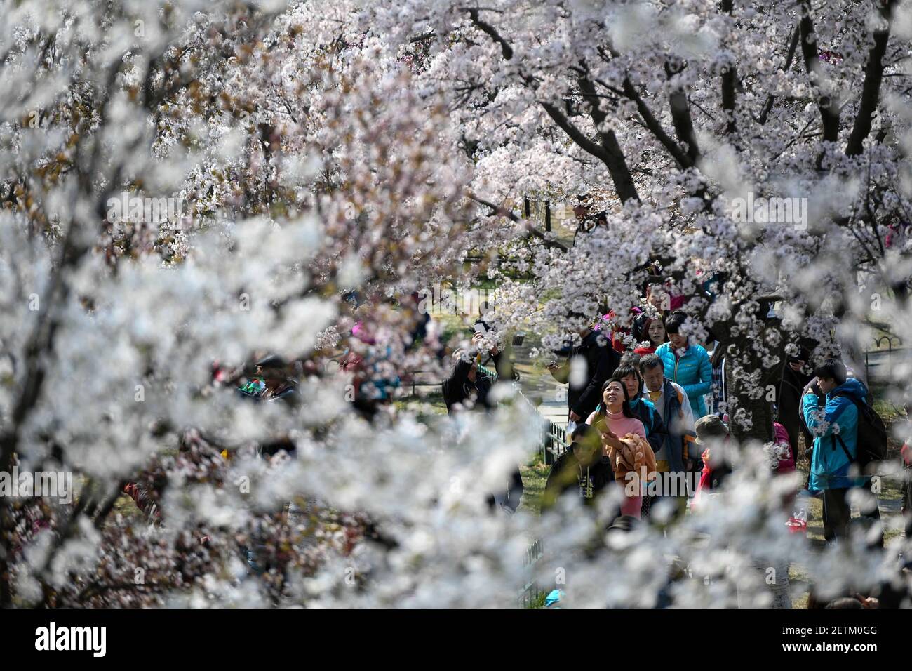 (170328) -- BEIJING, March 28, 2017 (Xinhua) -- Tourists view cherry ...