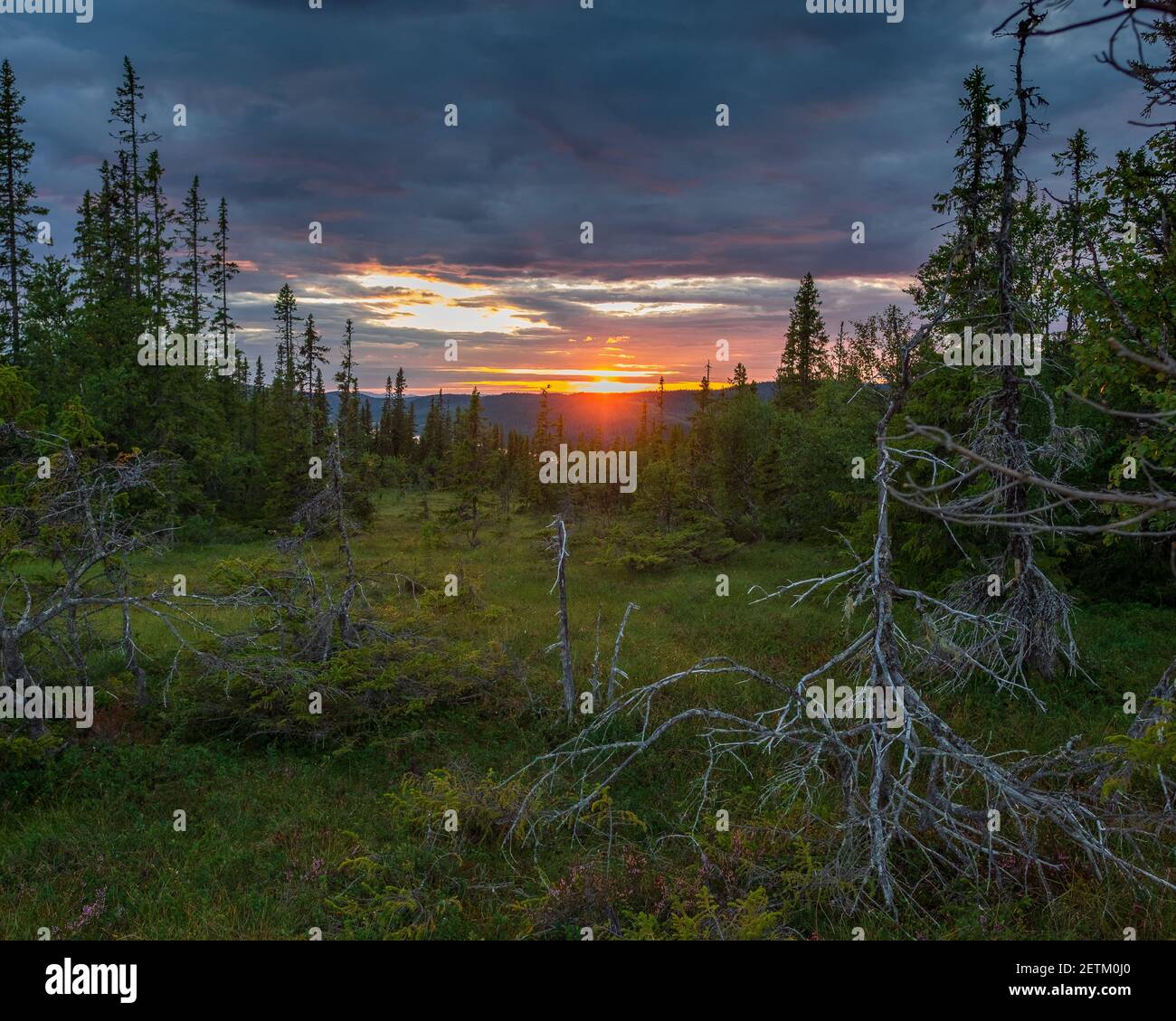 A beautiful scenery of a pine forest against a sunset background Stock ...