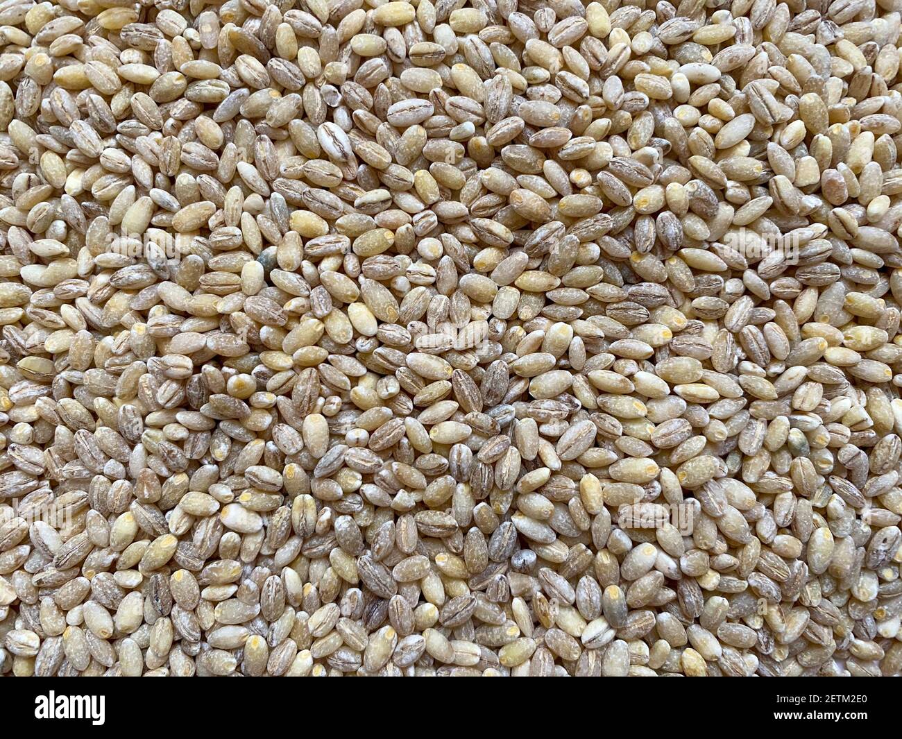 Barley texture hi-res stock photography and images - Alamy