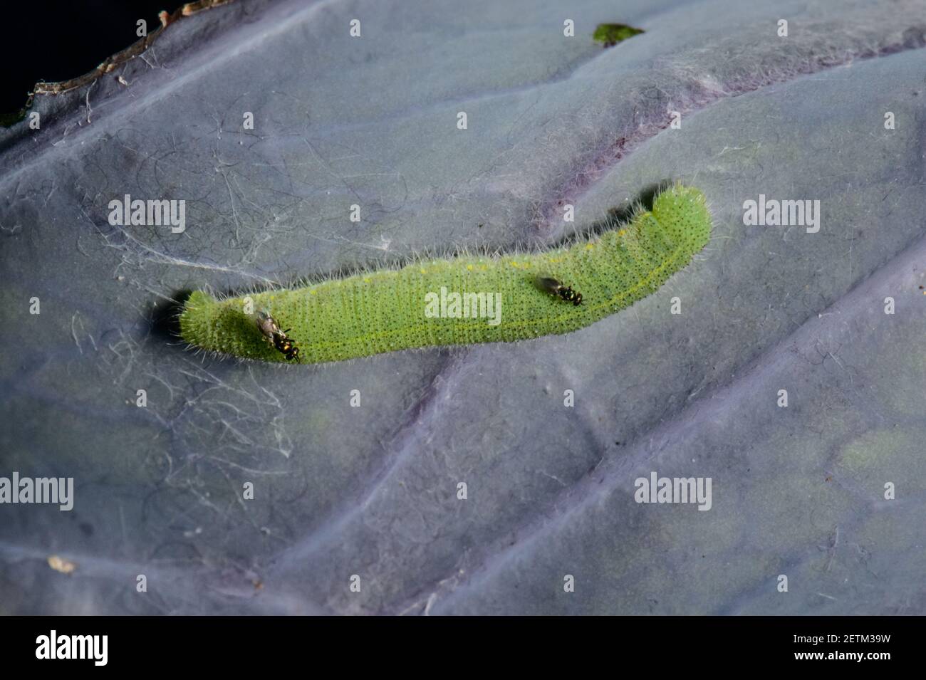 Parisitic Wasp lays eggs in Cabbage White cattapilar Stock Photo - Alamy