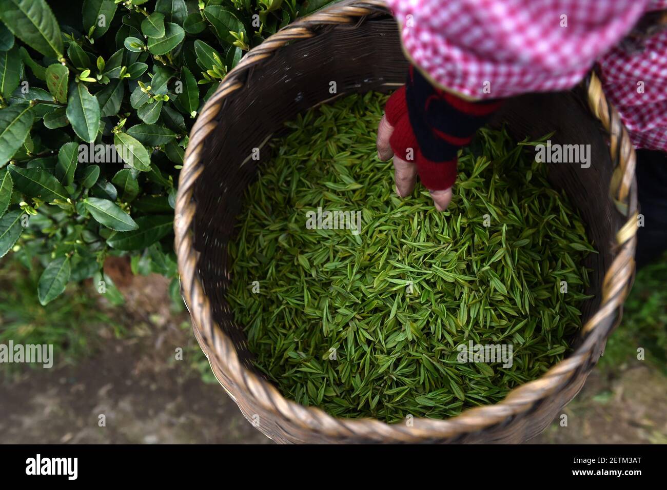 (170329) -- HANGZHOU, March 29, 2017 (Xinhua) -- A farmer stores West ...