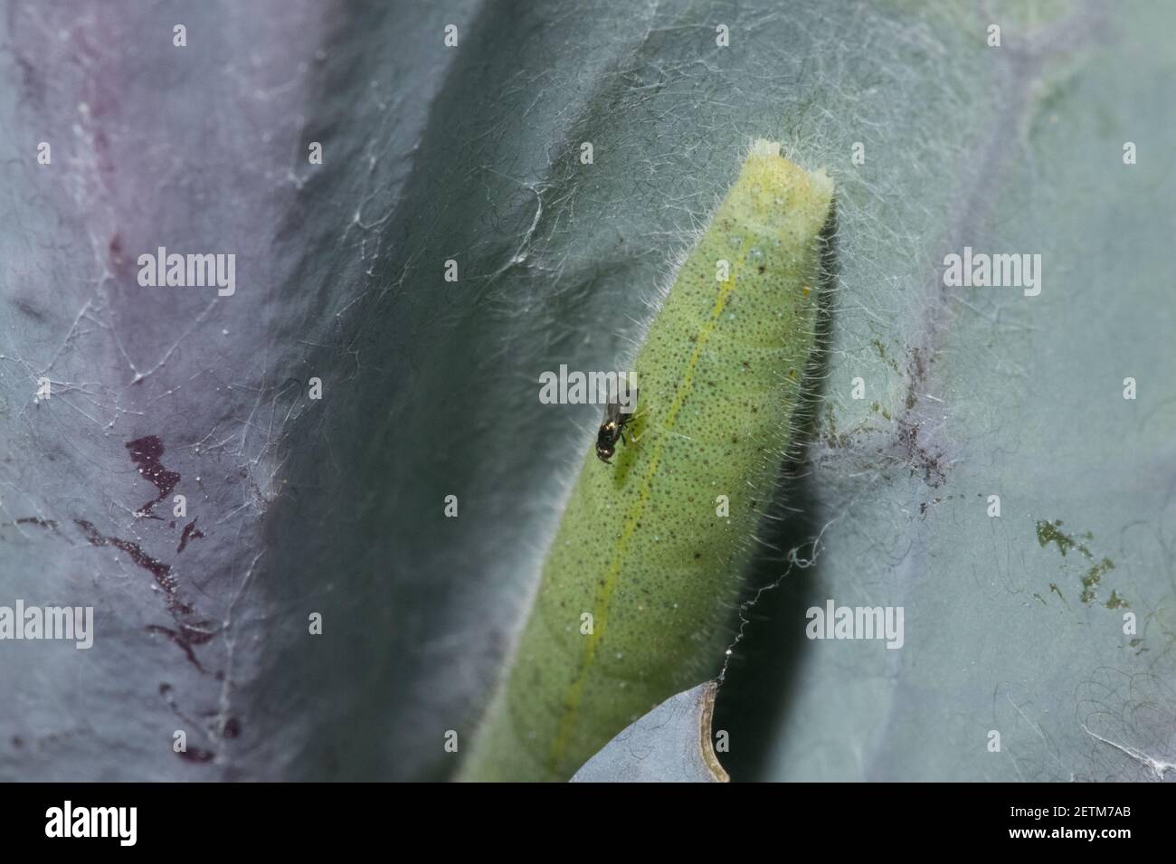 Parisitic Wasp lays eggs in Cabbage White cattapilar Stock Photo - Alamy