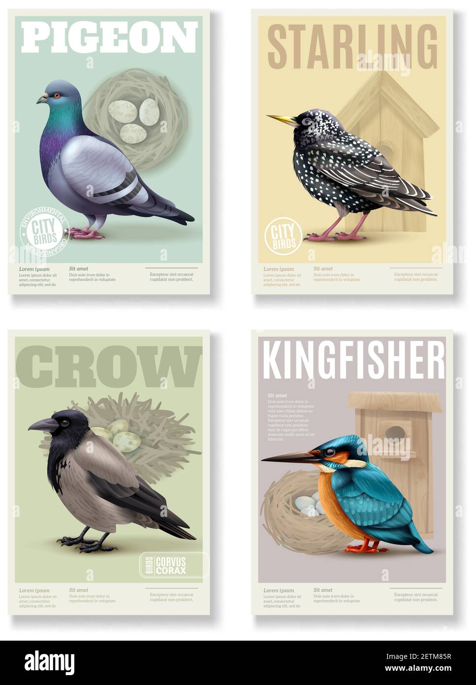 Birds banners collection with four rectangular vertical banners ...