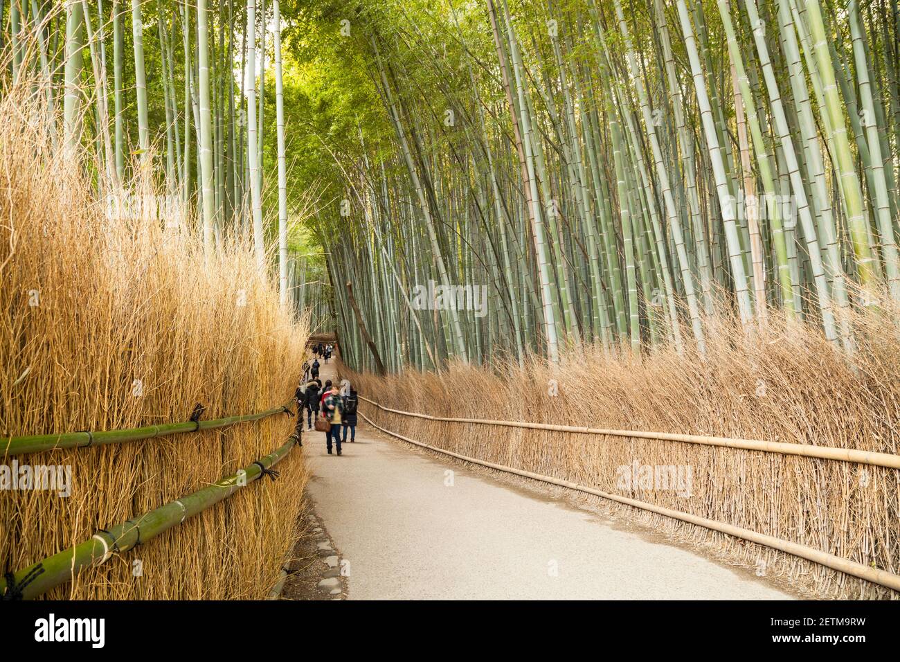 Kyoto, Japan - January 28, 2018: View of the People walking in bamboo ...