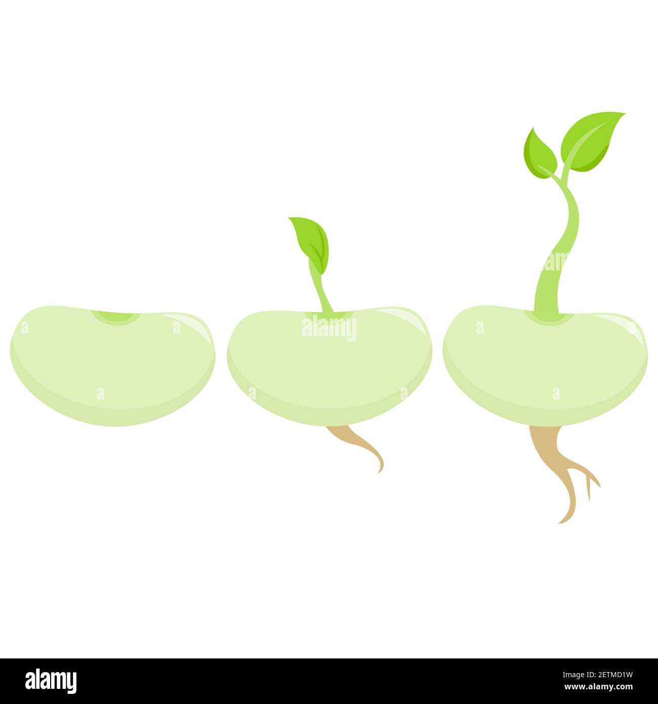 Growing bean sprouts on white background Stock Photo - Alamy