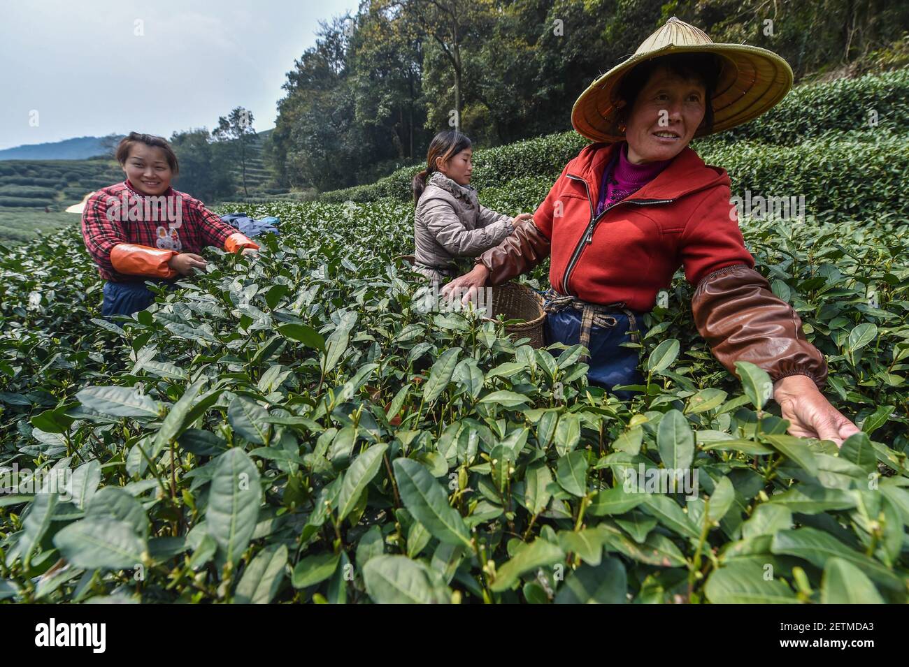 (170401) -- HANGZHOU, April 1, 2017 (Xinhua) -- Farmers harvest West ...