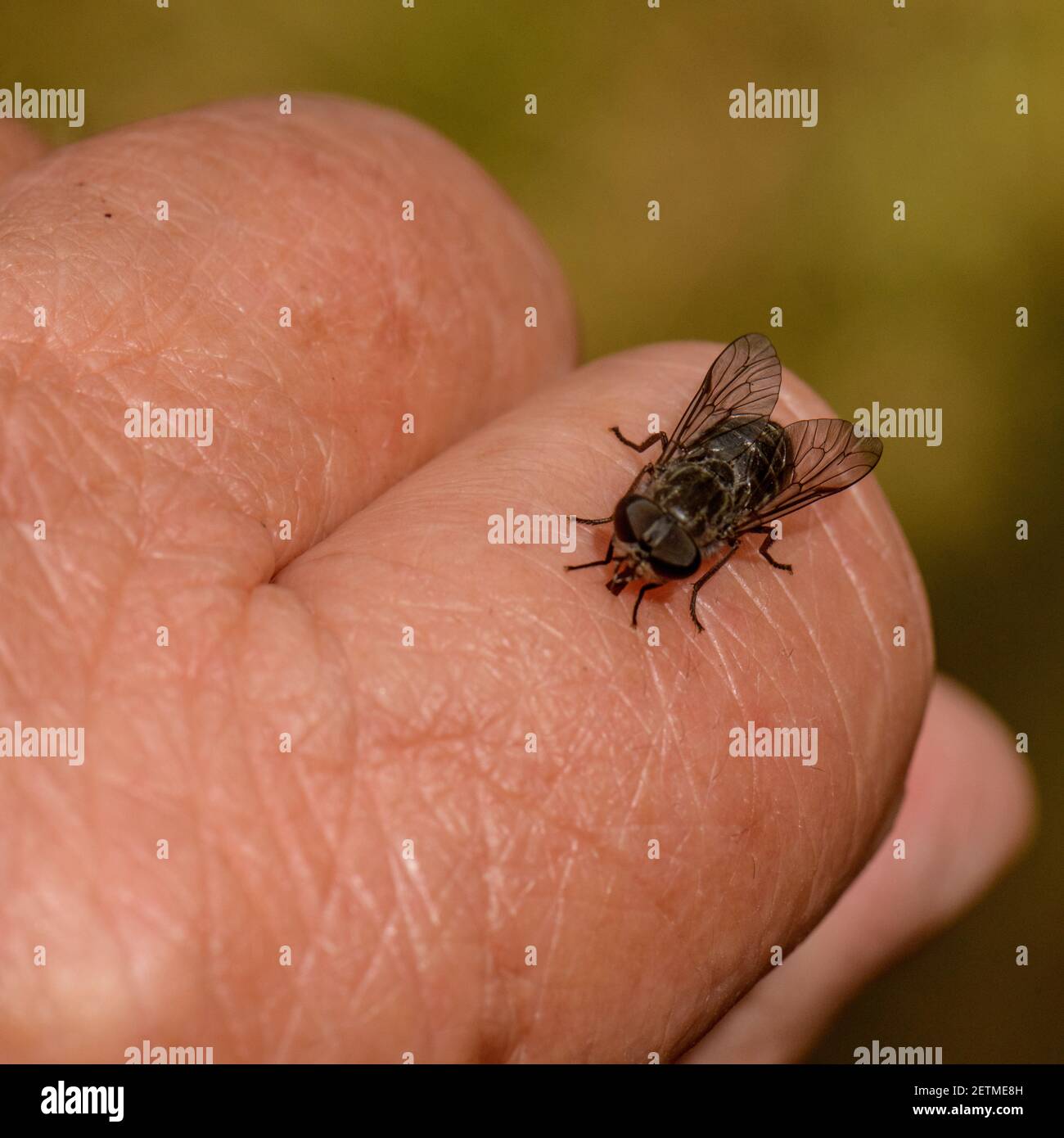 Human fly hi-res stock photography and images - Alamy