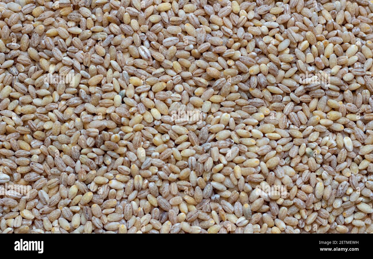 Background of dry pearl barley close-up. The texture of the barley ...