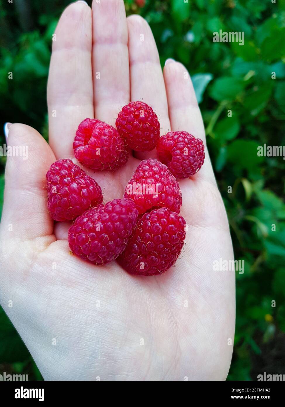 Delicious raspberry berries in your hand close up Stock Photo - Alamy