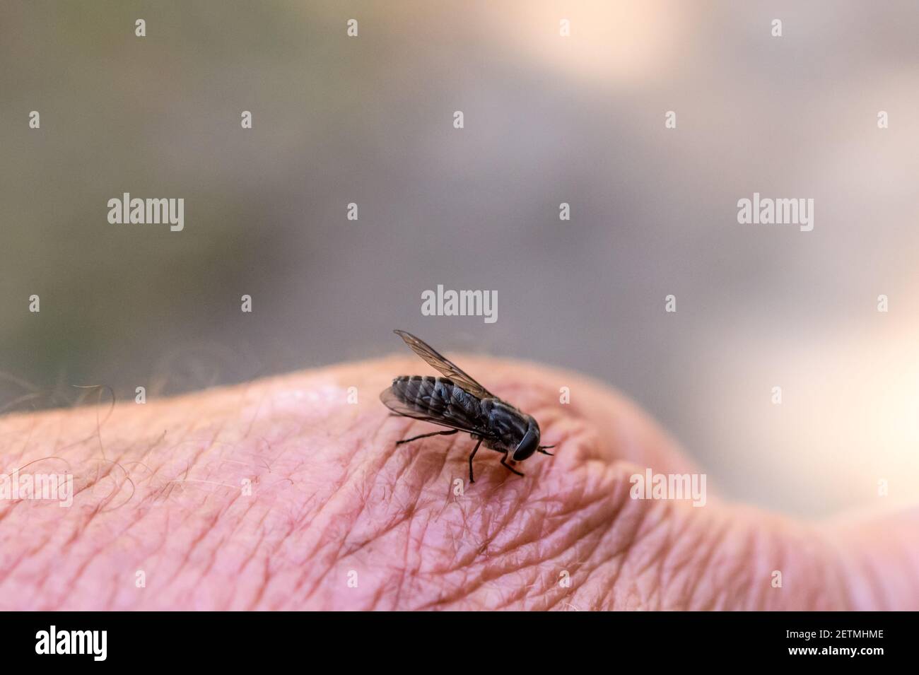 Female Horse or March Fly Drinking Human Blood Stock Photo - Alamy