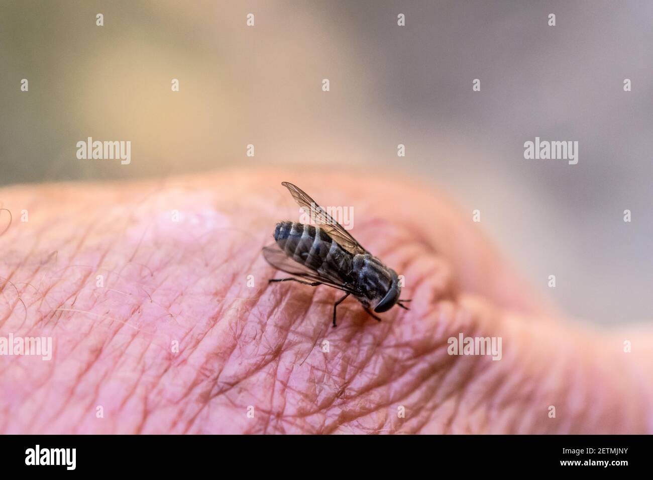 Female Horse or March Fly Drinking Human Blood Stock Photo - Alamy