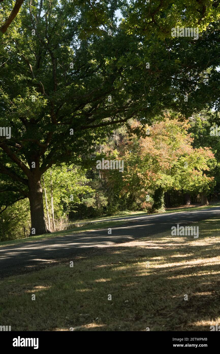 Backdrop trees hi-res stock photography and images - Alamy