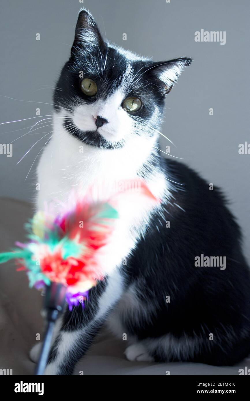 Black and white cat playing with colored cat duster. No people Stock ...