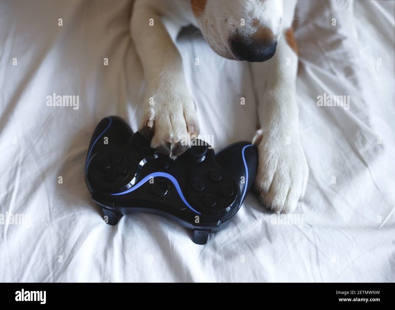 dog's paws lie on the game joystick top view Stock Photo - Alamy