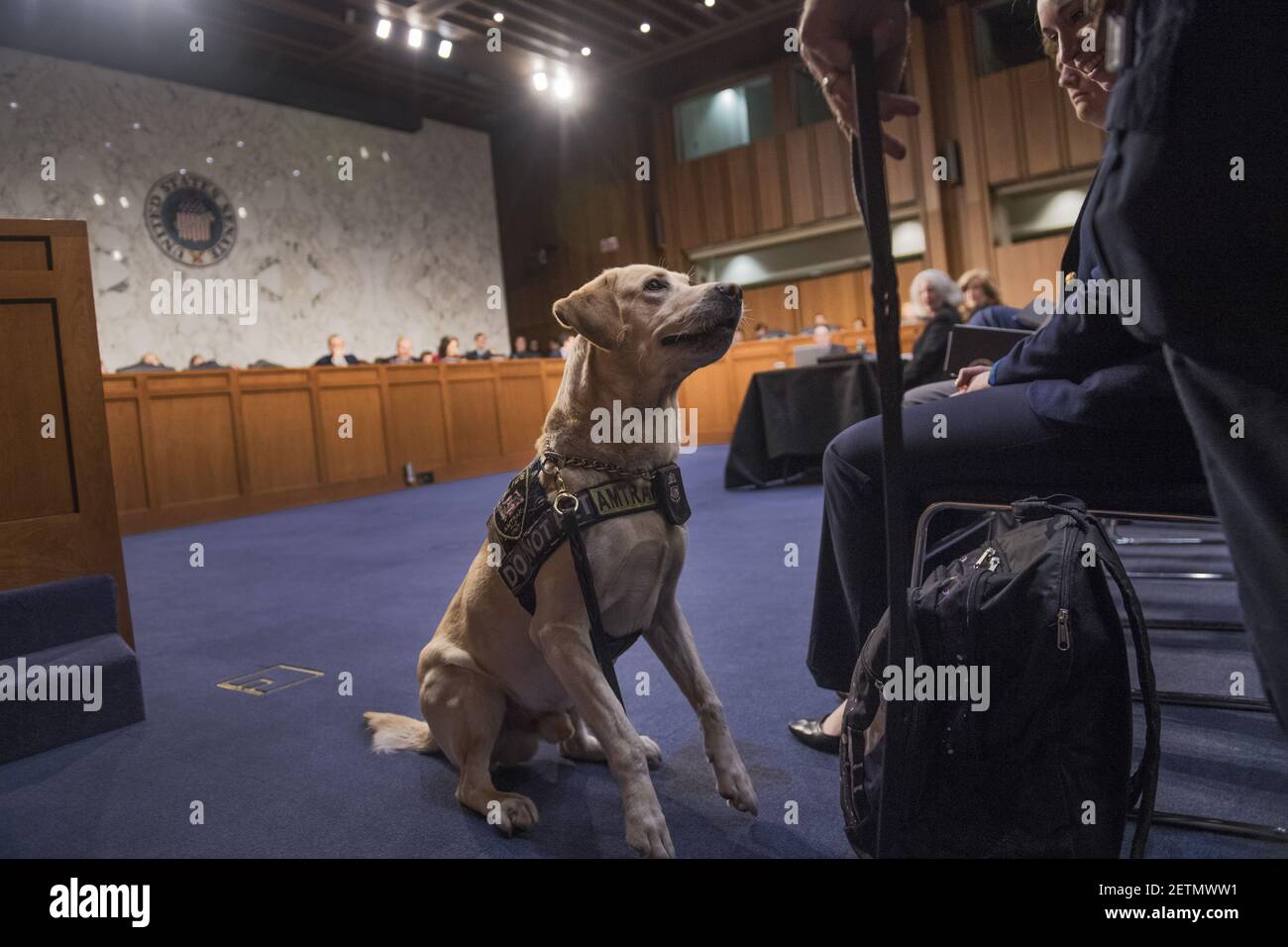 Canine explosive detection team hi-res stock photography and images - Alamy