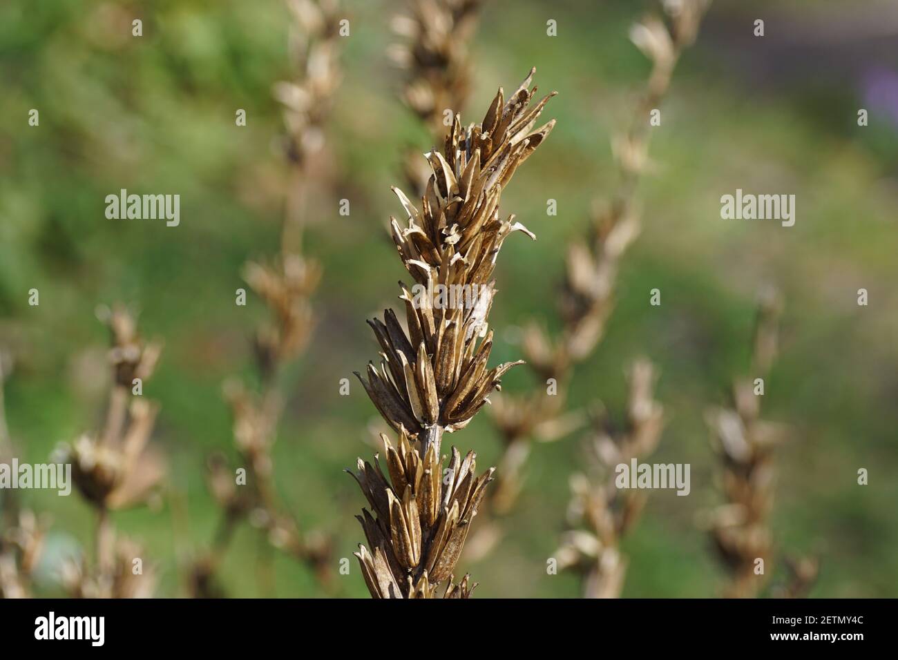 Common evening-primrose (Oenothera biennis) seed pods and a faded Dutch ...