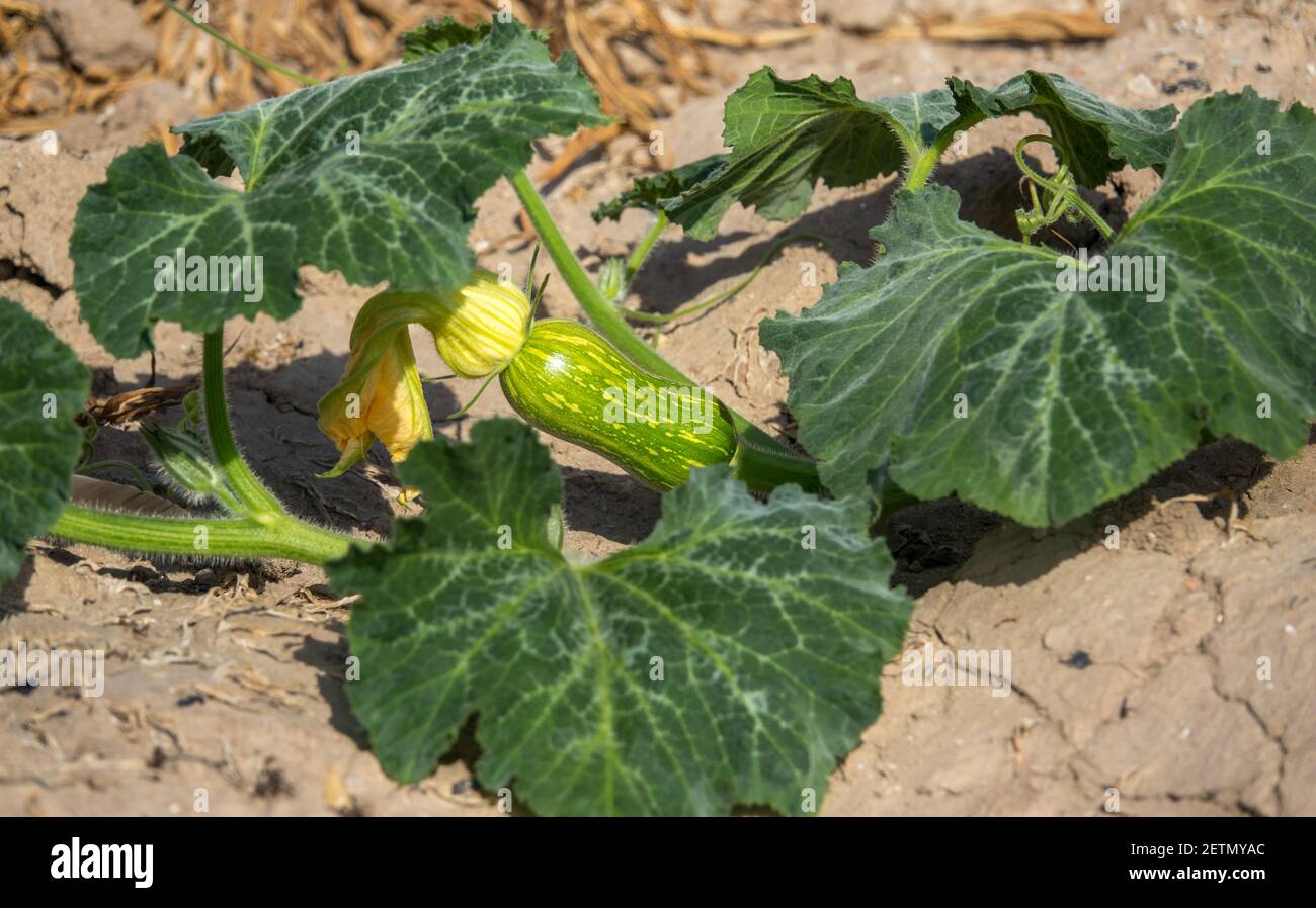 Calabash plant hi-res stock photography and images - Alamy