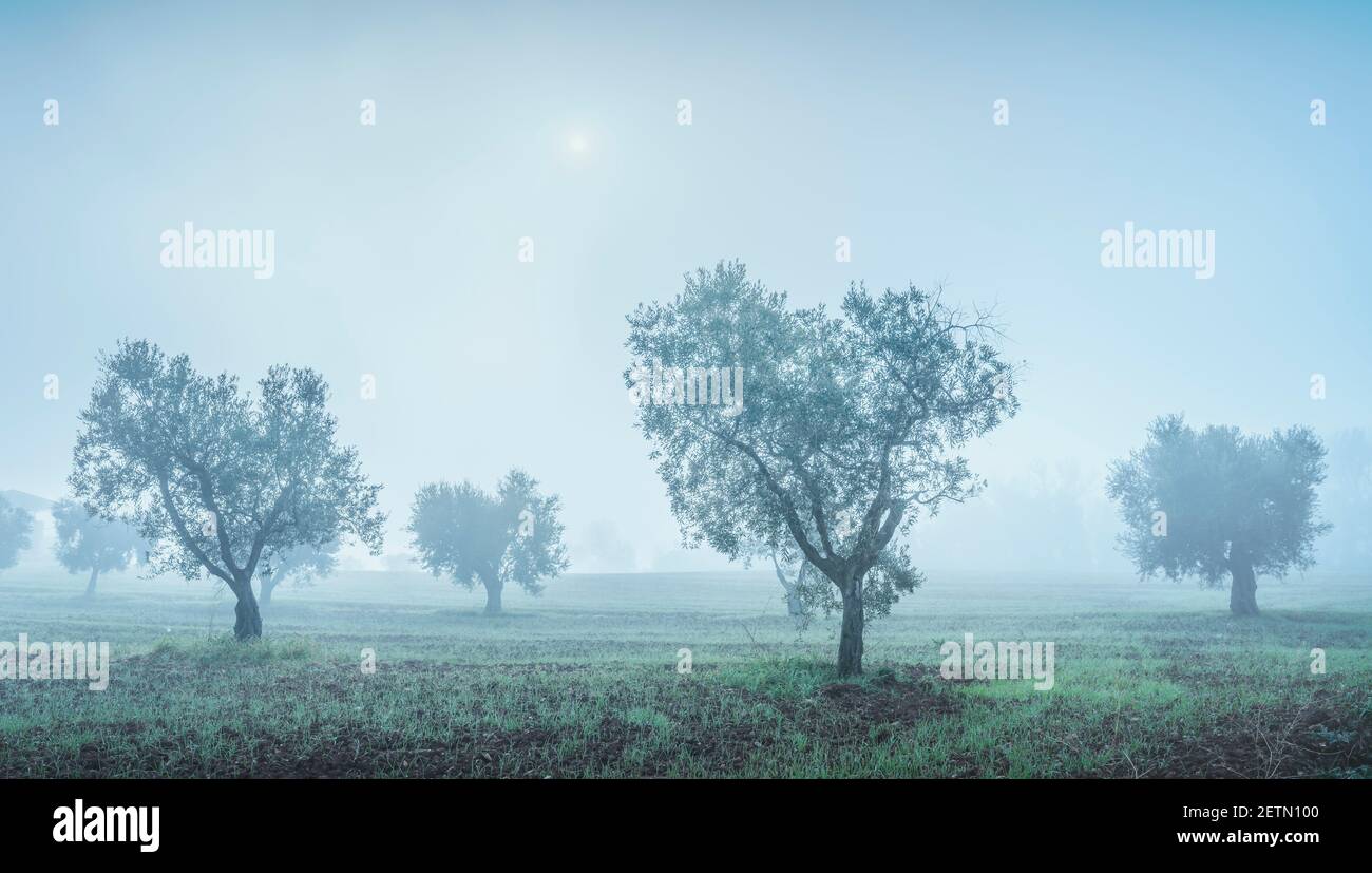 Olive trees in the morning mist hi-res stock photography and images - Alamy