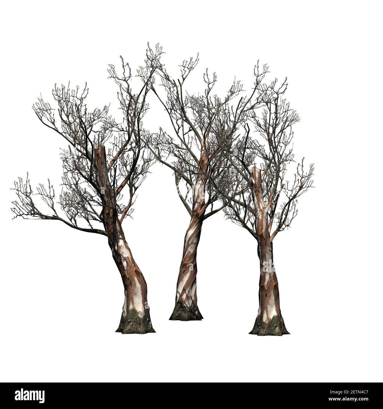 a group of Red Gum trees in winter - isolated on white background - 3D ...