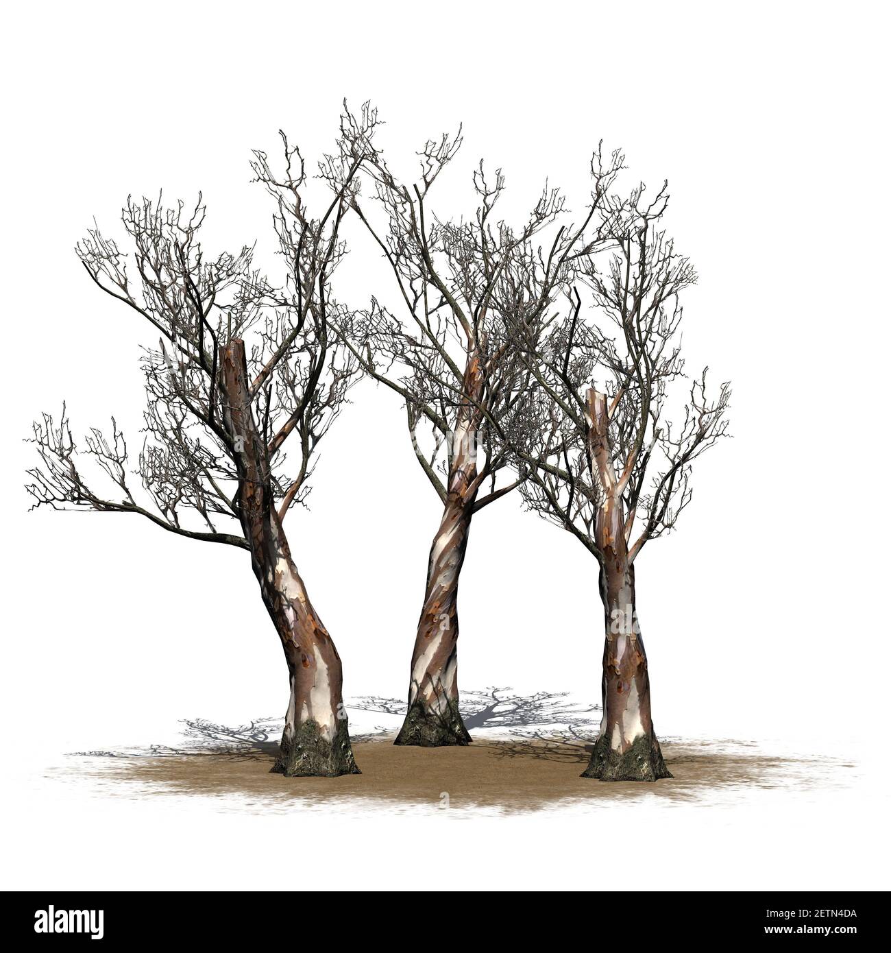 a group of Red Gum trees in winter on sand area with shadow on the ...