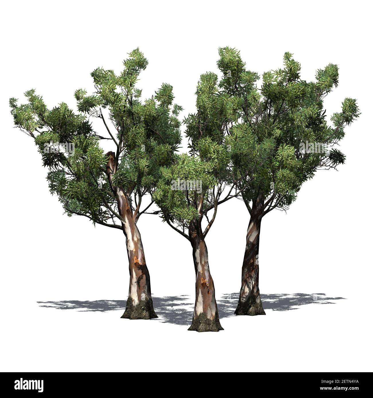 a group of Red Gum trees with shadow on the floor - isolated on white ...