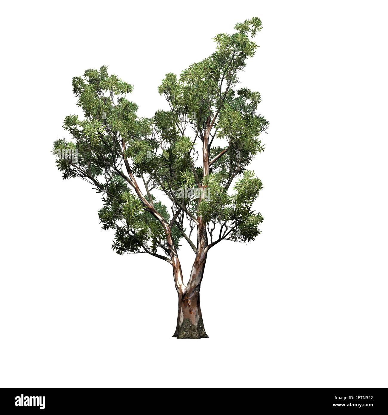 Eucalyptus Gum Tree Trees Cut Out Stock Images & Pictures - Alamy
