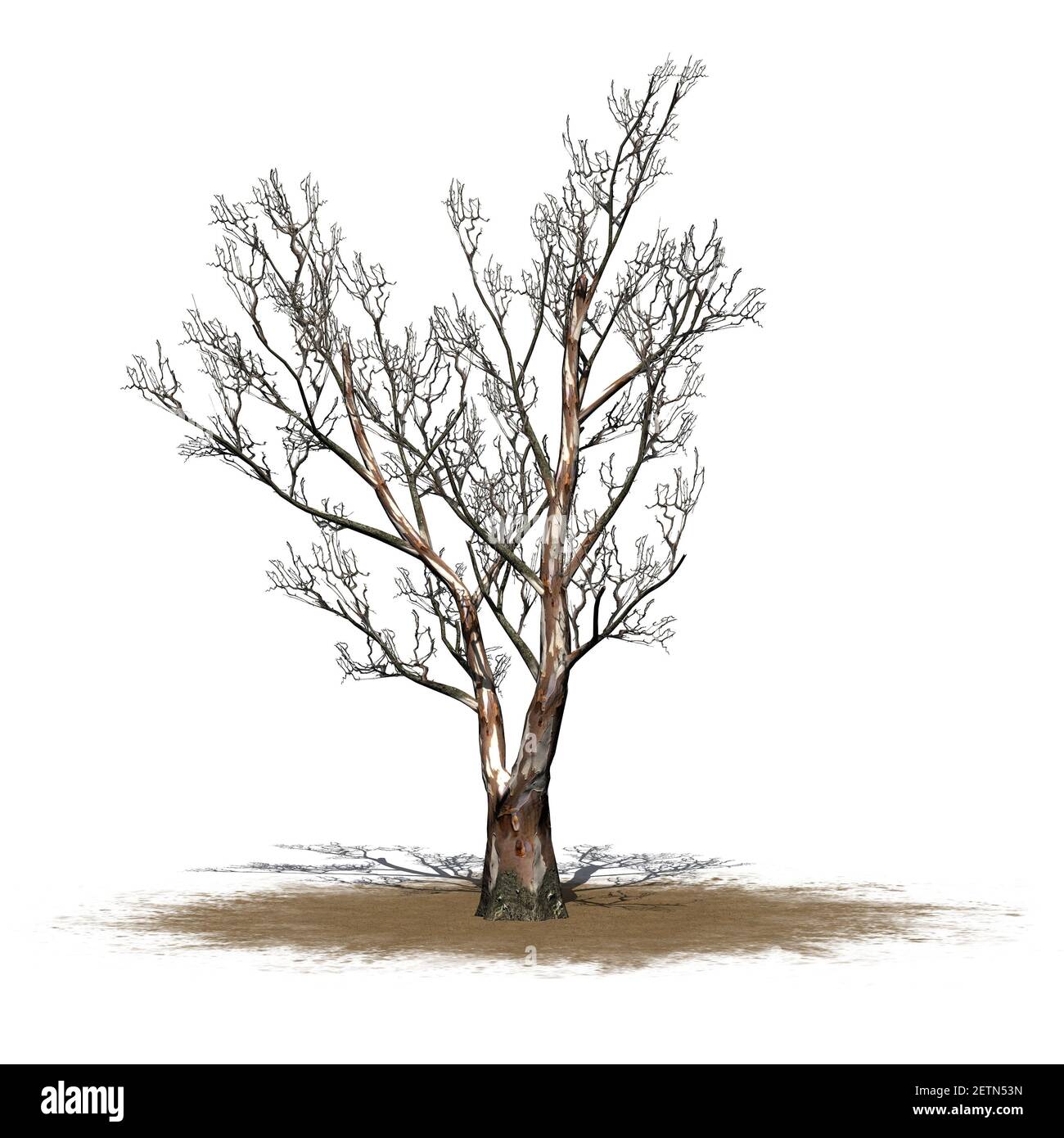 Red Gum tree in winter on sand area with shadow on the floor - isolated ...